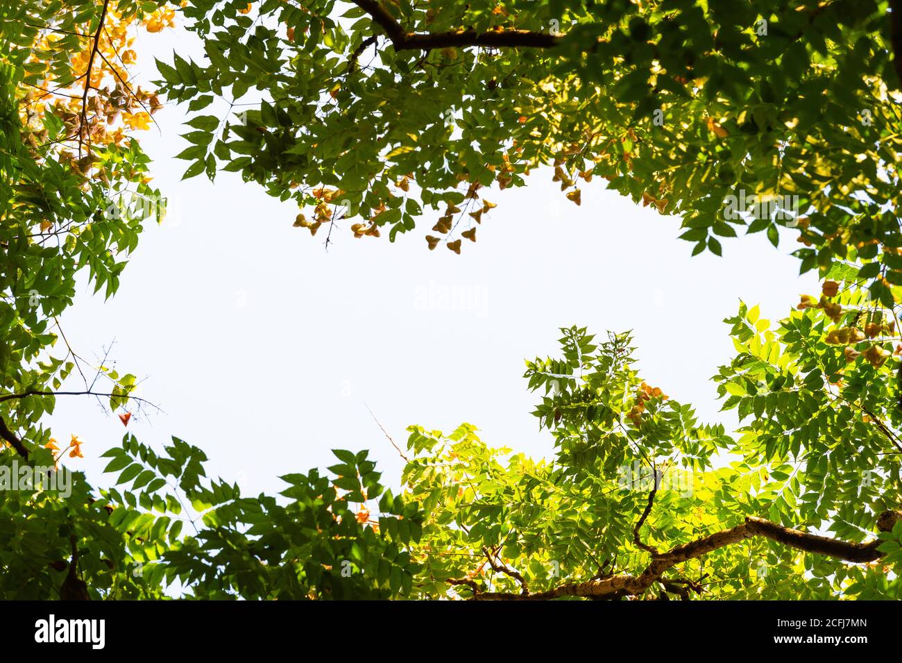 Top view with tree branch and blue sky Stock Photo - Alamy
