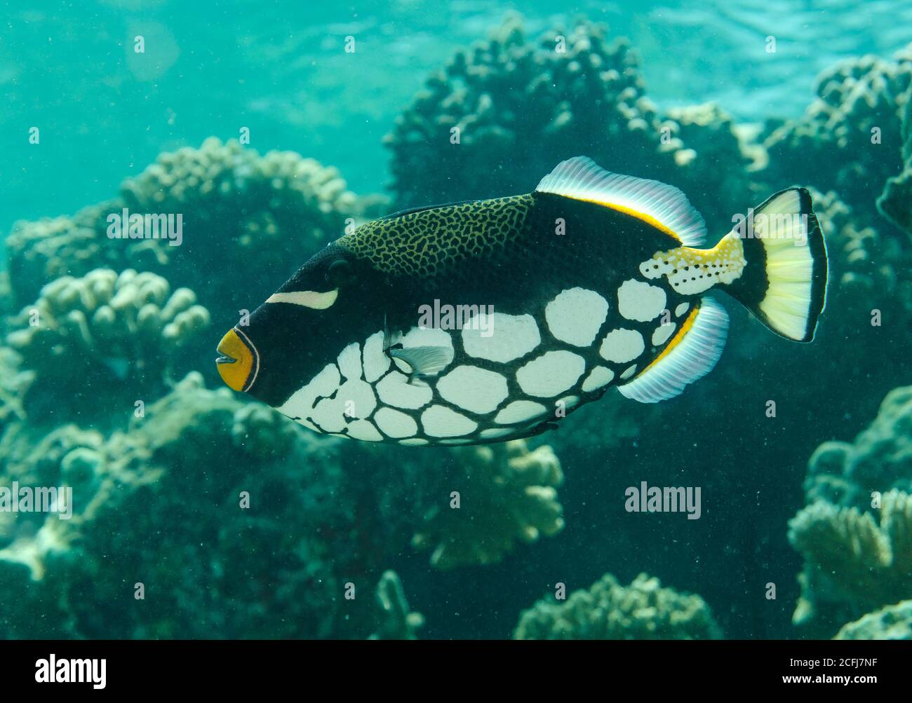 Clown triggerfish, Balistoides conspicillum, on coral reef in Bathala ...