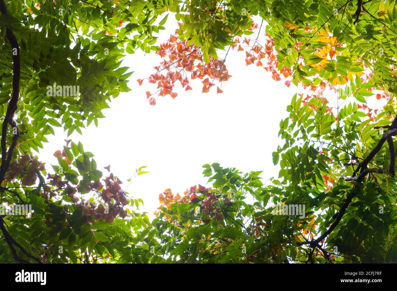 Top view with tree branch and blue sky Stock Photo - Alamy