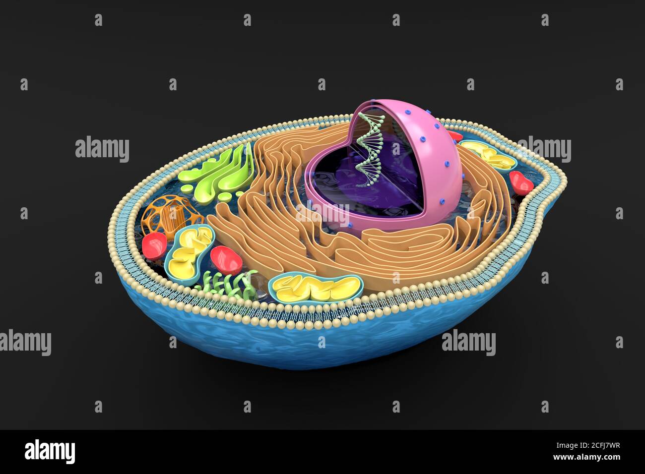 3d Rendering Of The Human Cell Cross Section Detailed Colorful Anatomy