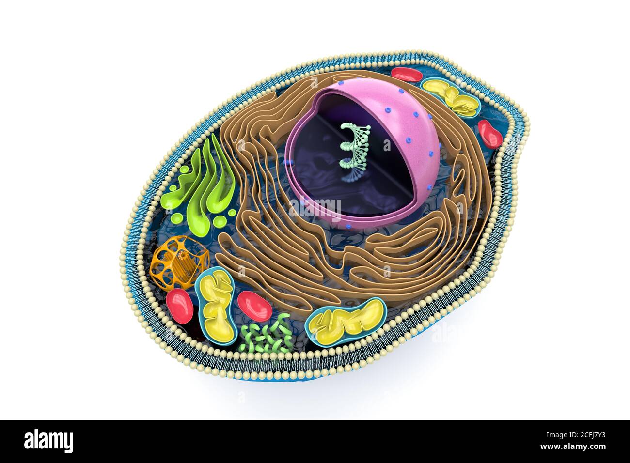 Smooth endoplasmic reticulum hi-res stock photography and images - Alamy