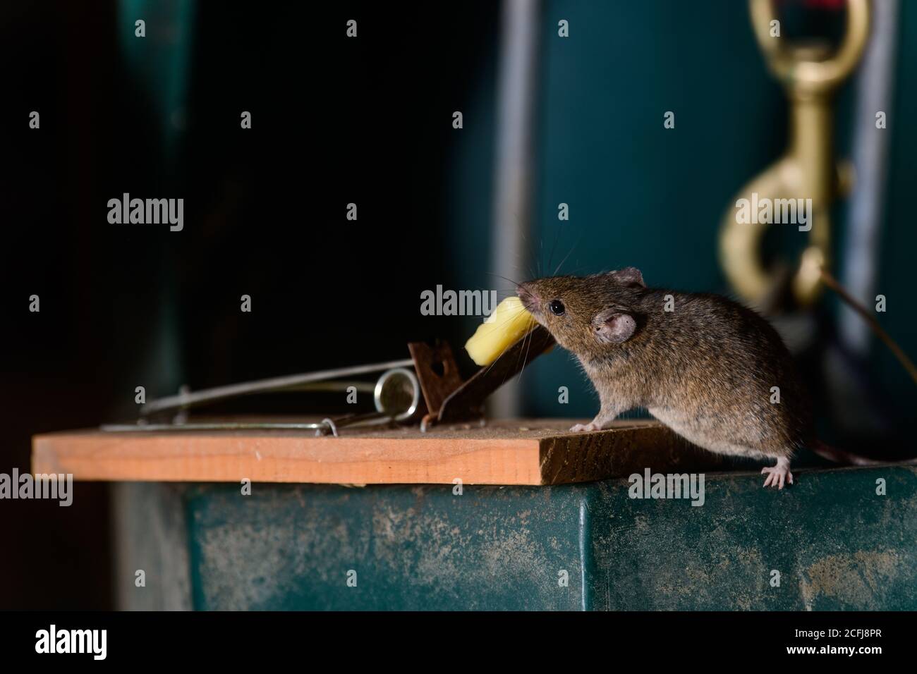 Set mouse trap hi-res stock photography and images - Alamy