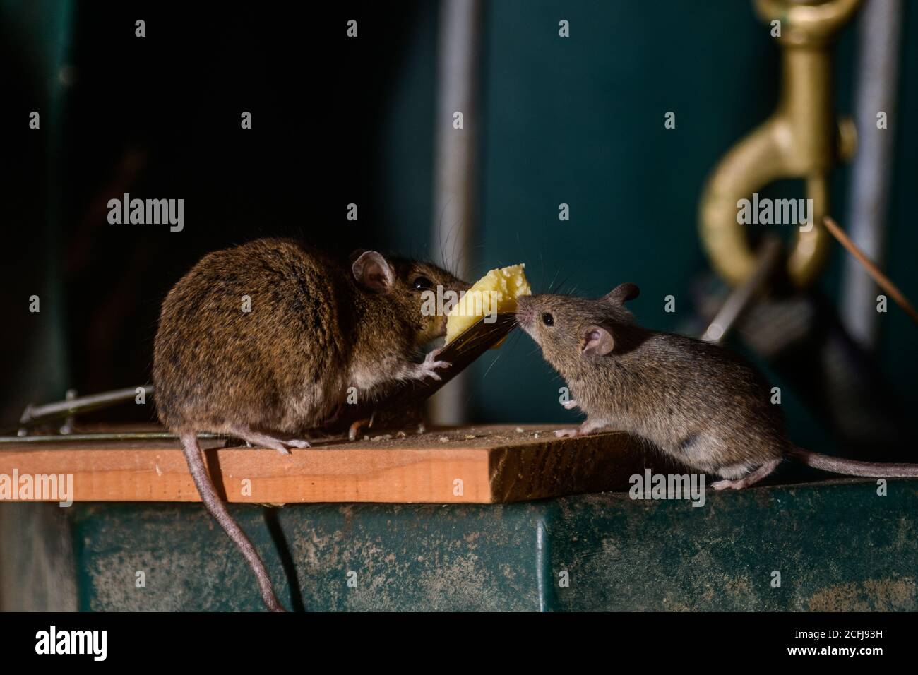 Mice rodents hi-res stock photography and images - Alamy