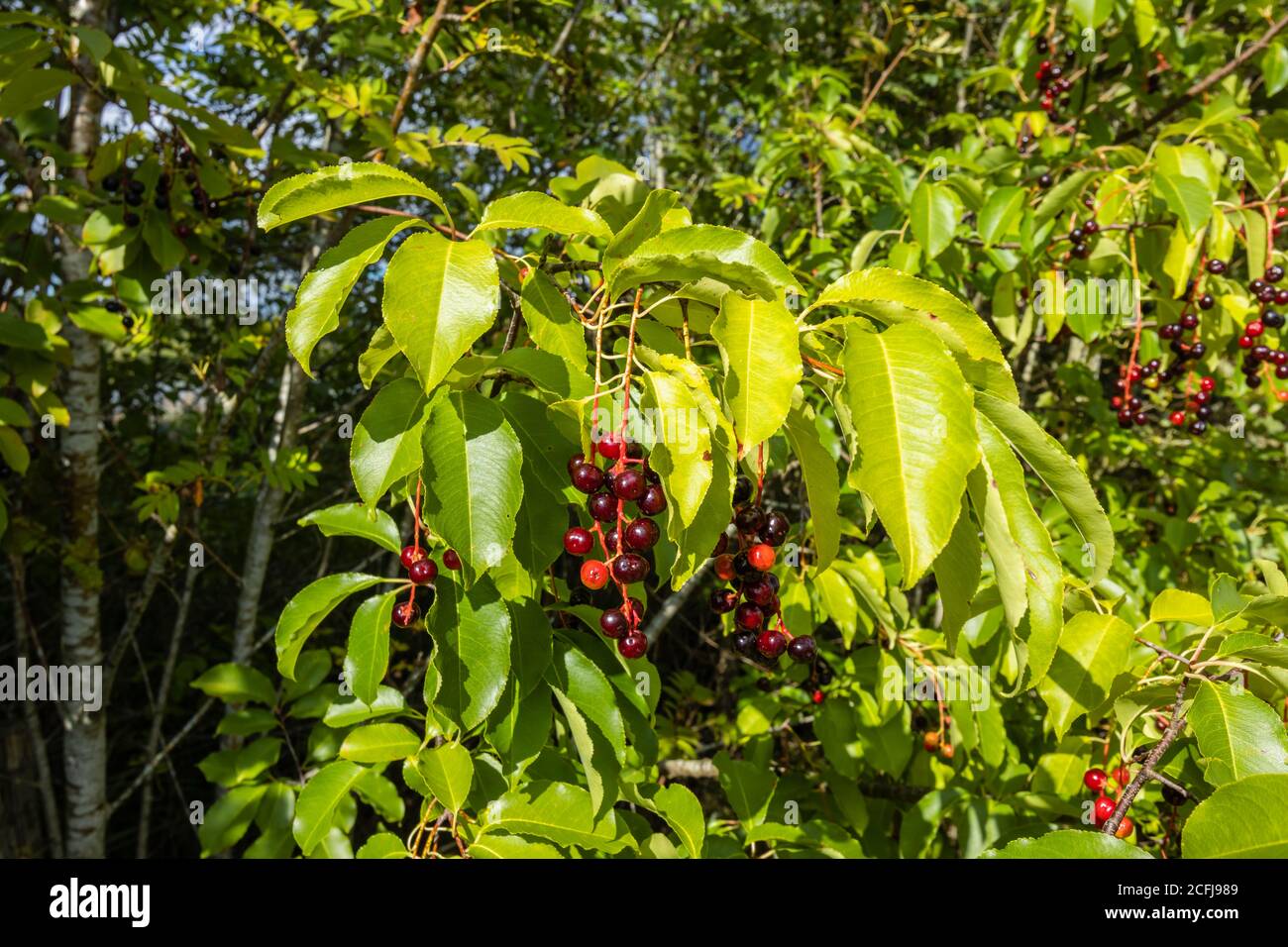 Red to dark red berries of Prunus padus (bird cherry, hackberry ...