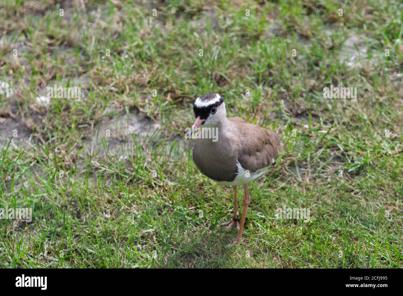 Lapwing with an insect in the beak hi-res stock photography and images ...