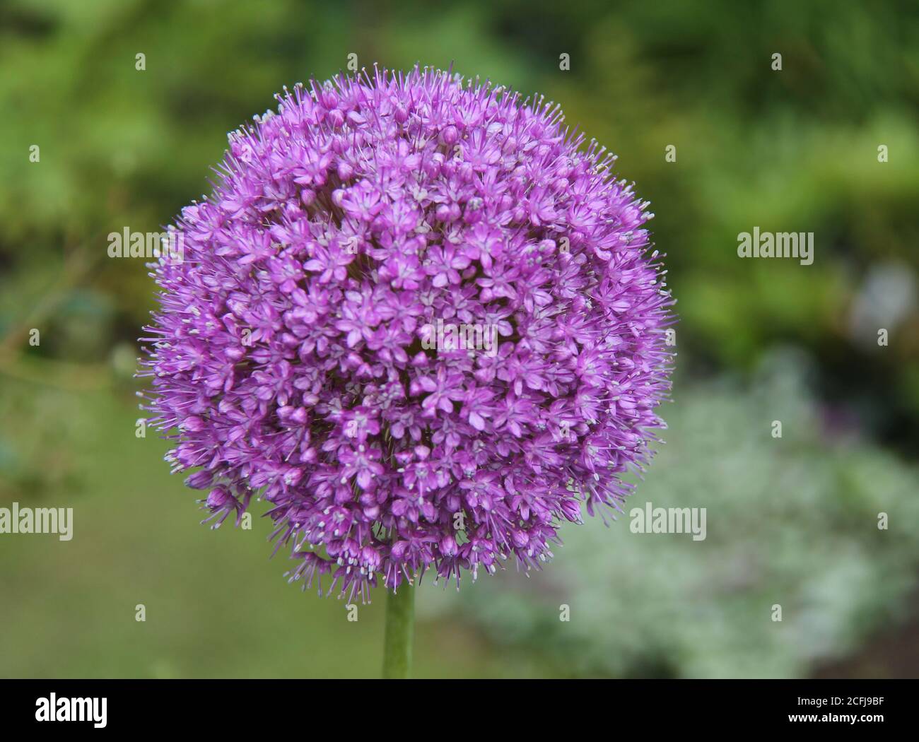 The Beautiful Flower Head of a Purple Allium Plant Stock Photo - Alamy
