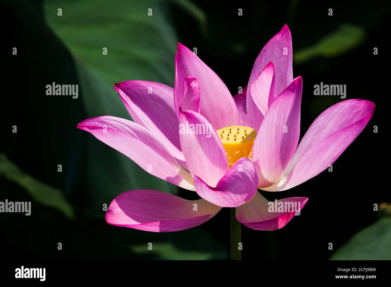 Beautiful lotus flower in the garden Stock Photo - Alamy