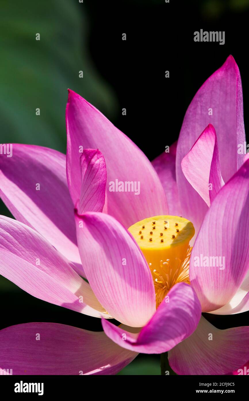 Beautiful lotus flower hi-res stock photography and images - Alamy