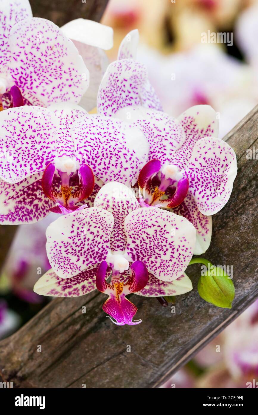 Flora Of Taiwan High Resolution Stock Photography and Images - Alamy