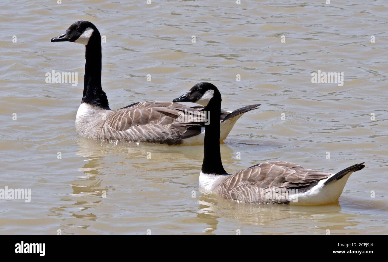 Dorset bird canada hi-res stock photography and images - Alamy