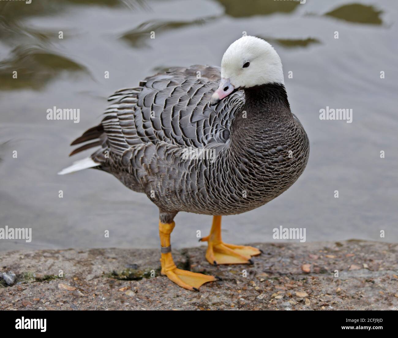 Emperor Goose (chen canagica Stock Photo - Alamy