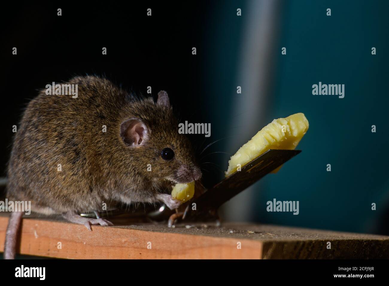 Autumn or Fall and the mice come in from the cold,And the Trap is set ...