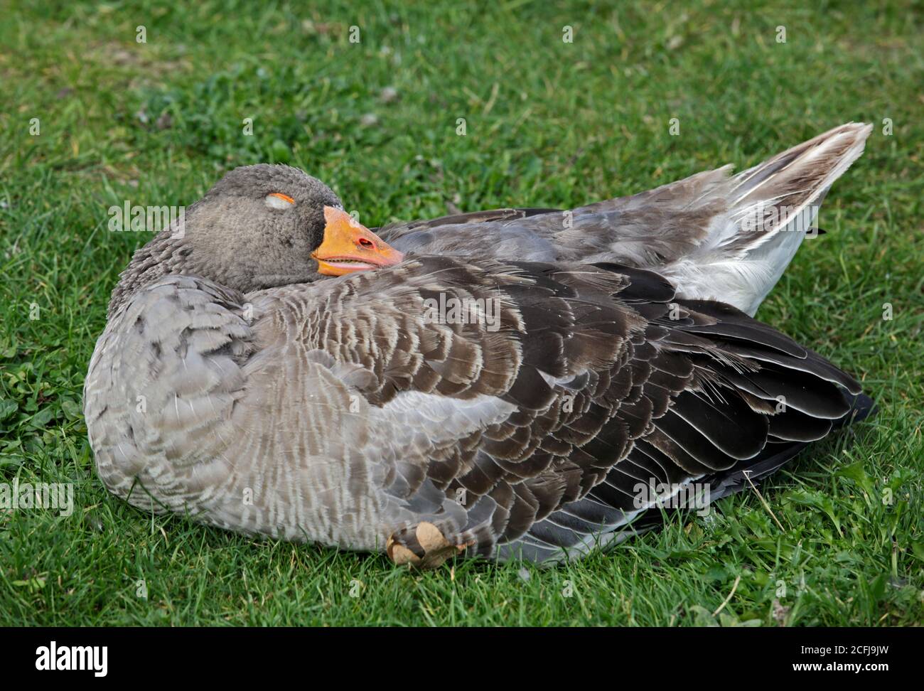 Sleeping goose hi-res stock photography and images - Alamy