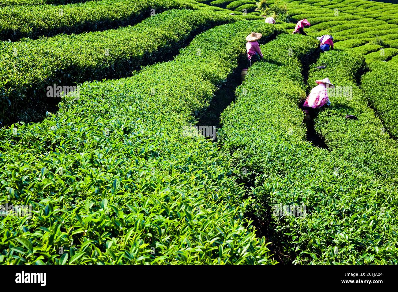 Taiwan agriculture hi-res stock photography and images - Alamy