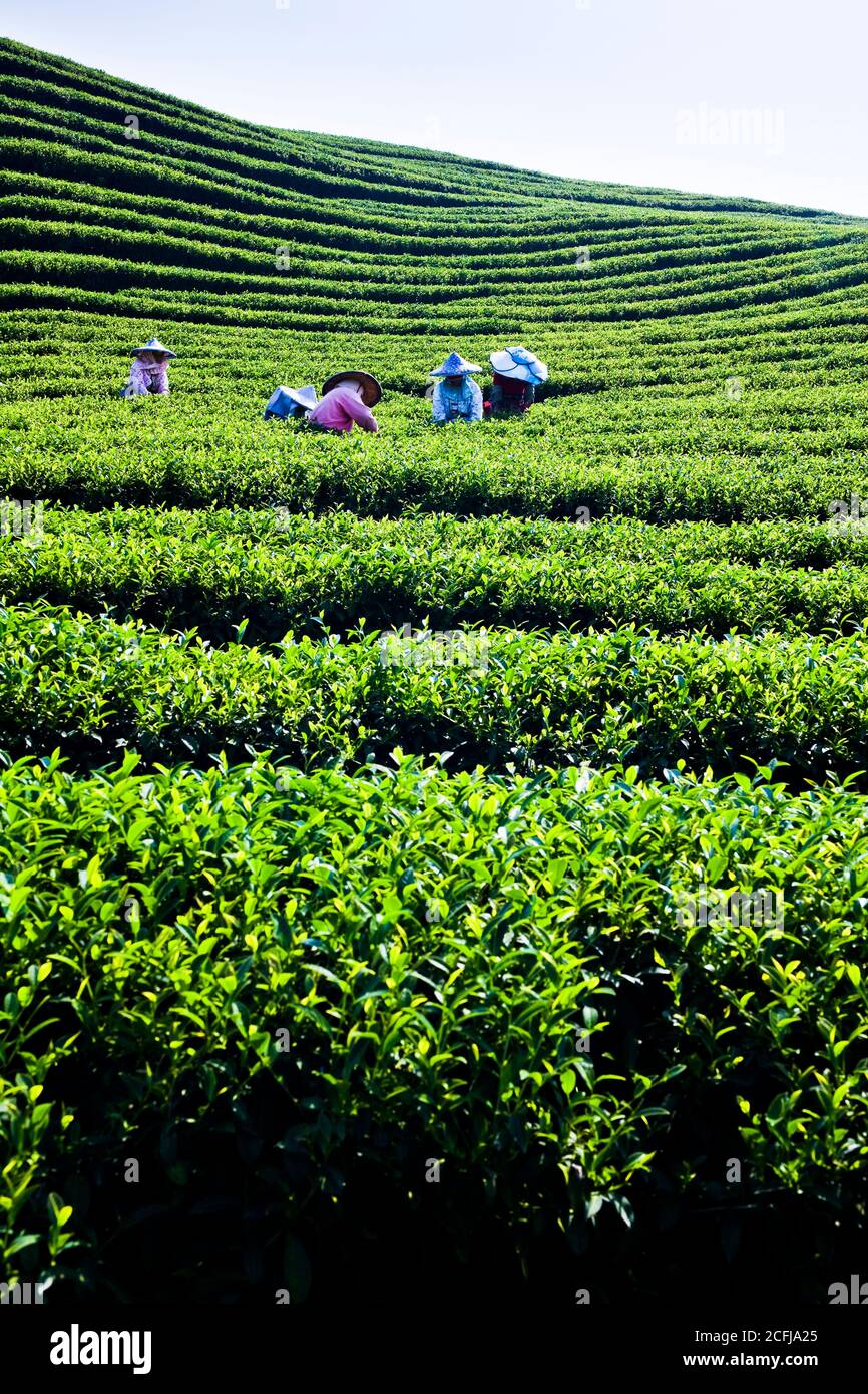 Taiwan green tea hi-res stock photography and images - Alamy