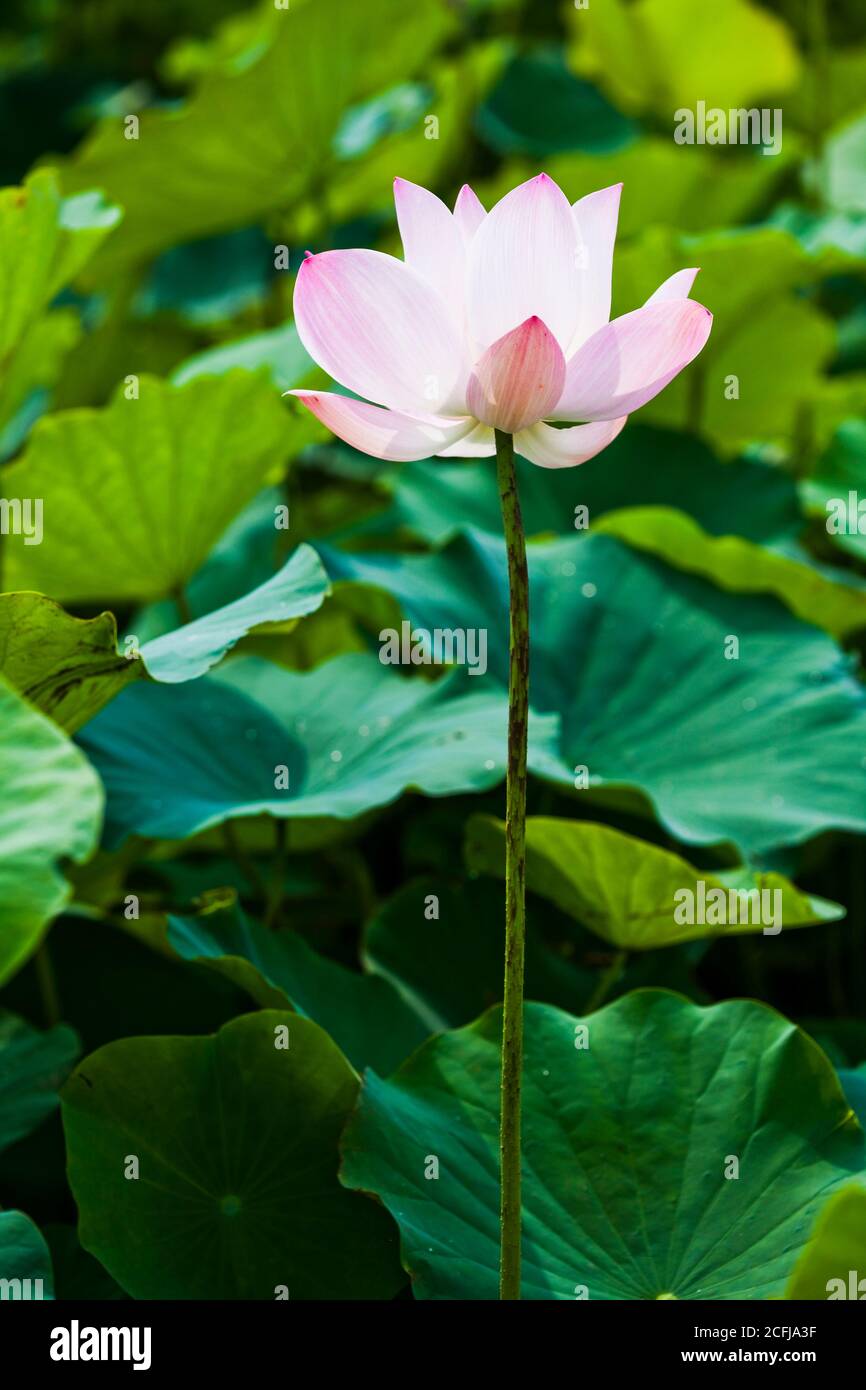 Beautiful lotus flower in the garden Stock Photo - Alamy