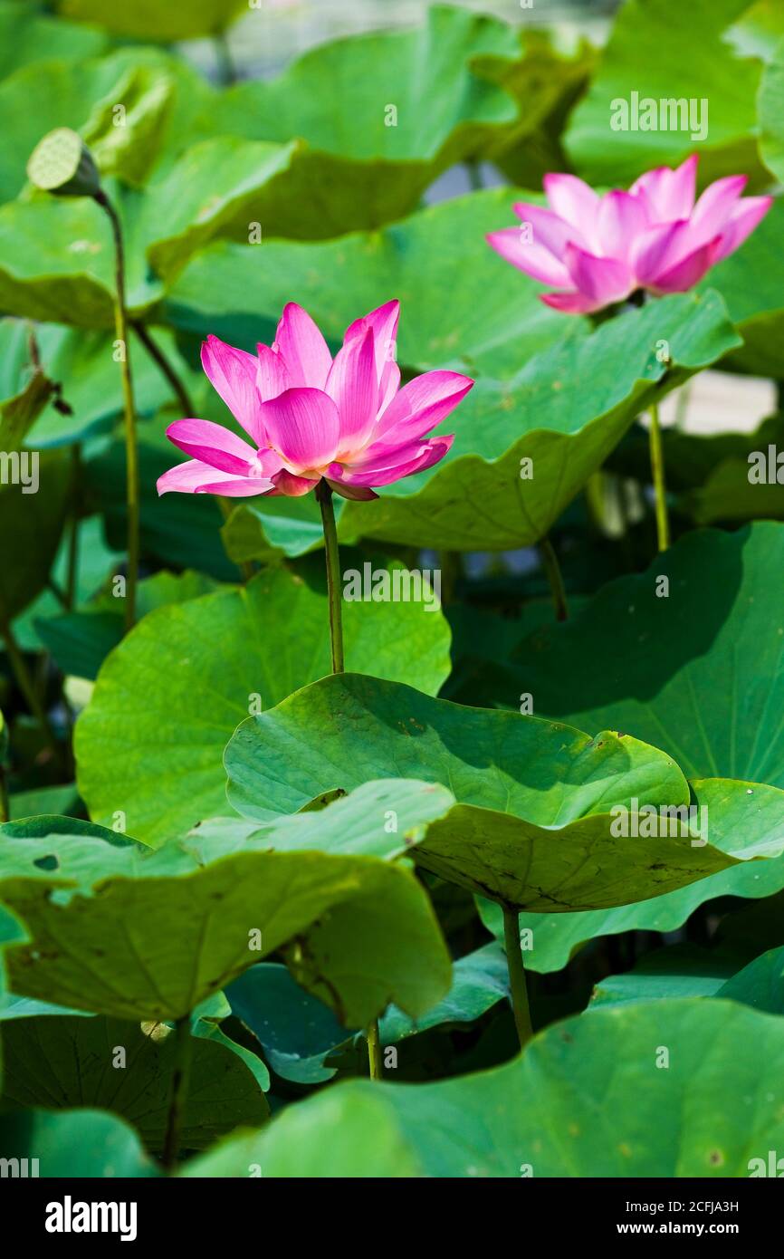 Beautiful lotus flower in the garden Stock Photo - Alamy