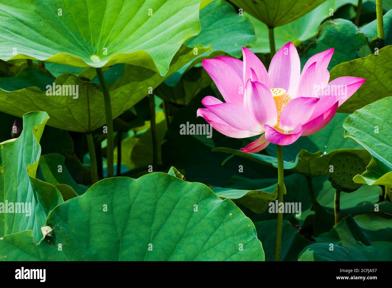 Beautiful lotus flower in the garden Stock Photo - Alamy