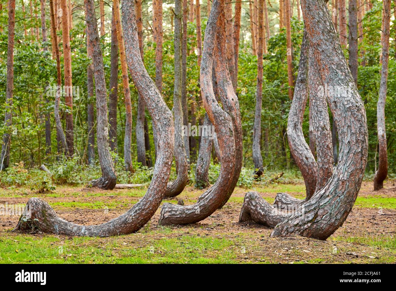 Gryfino tree hi-res stock photography and images - Alamy