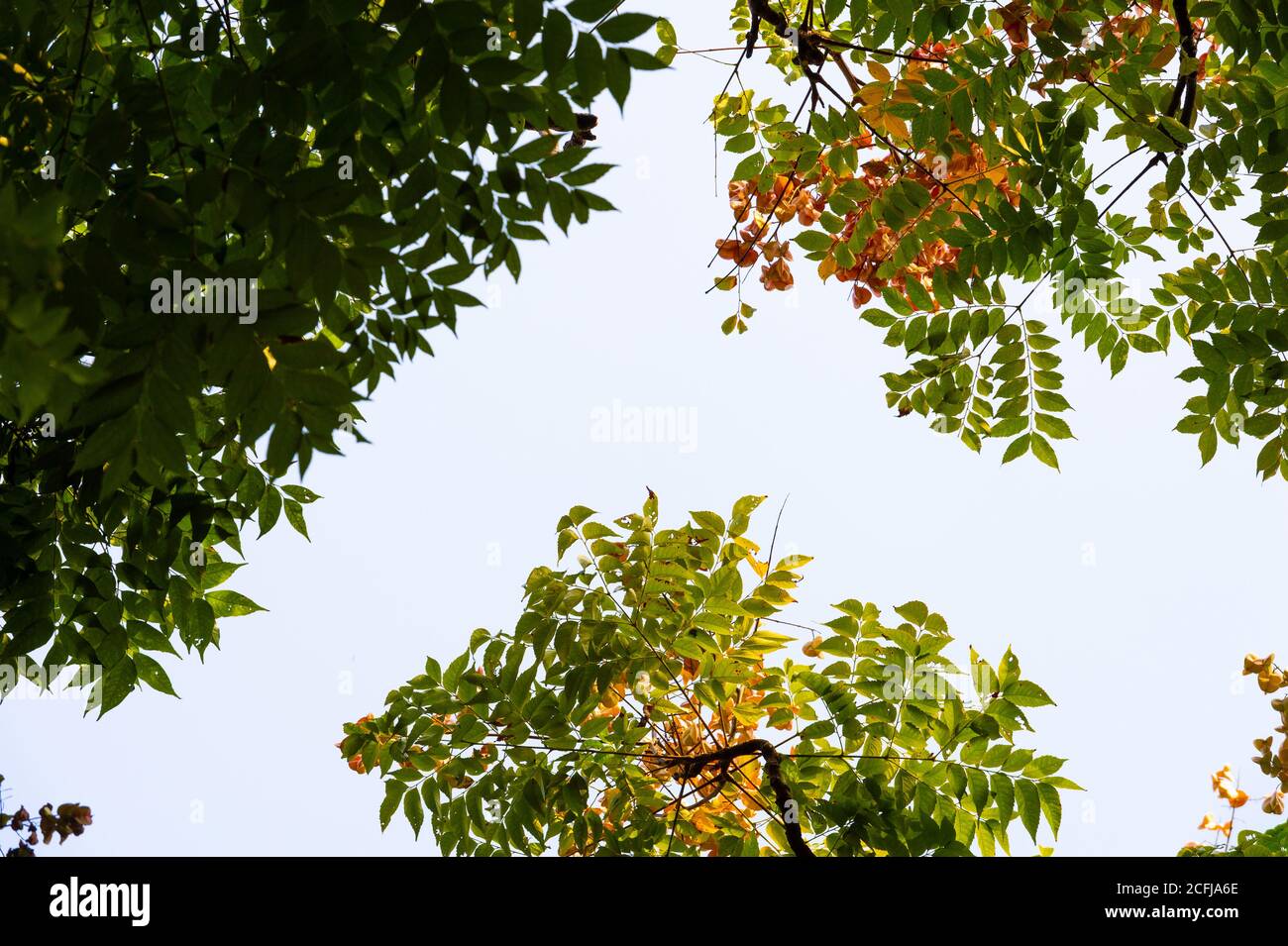 Top view with tree branch and blue sky Stock Photo - Alamy