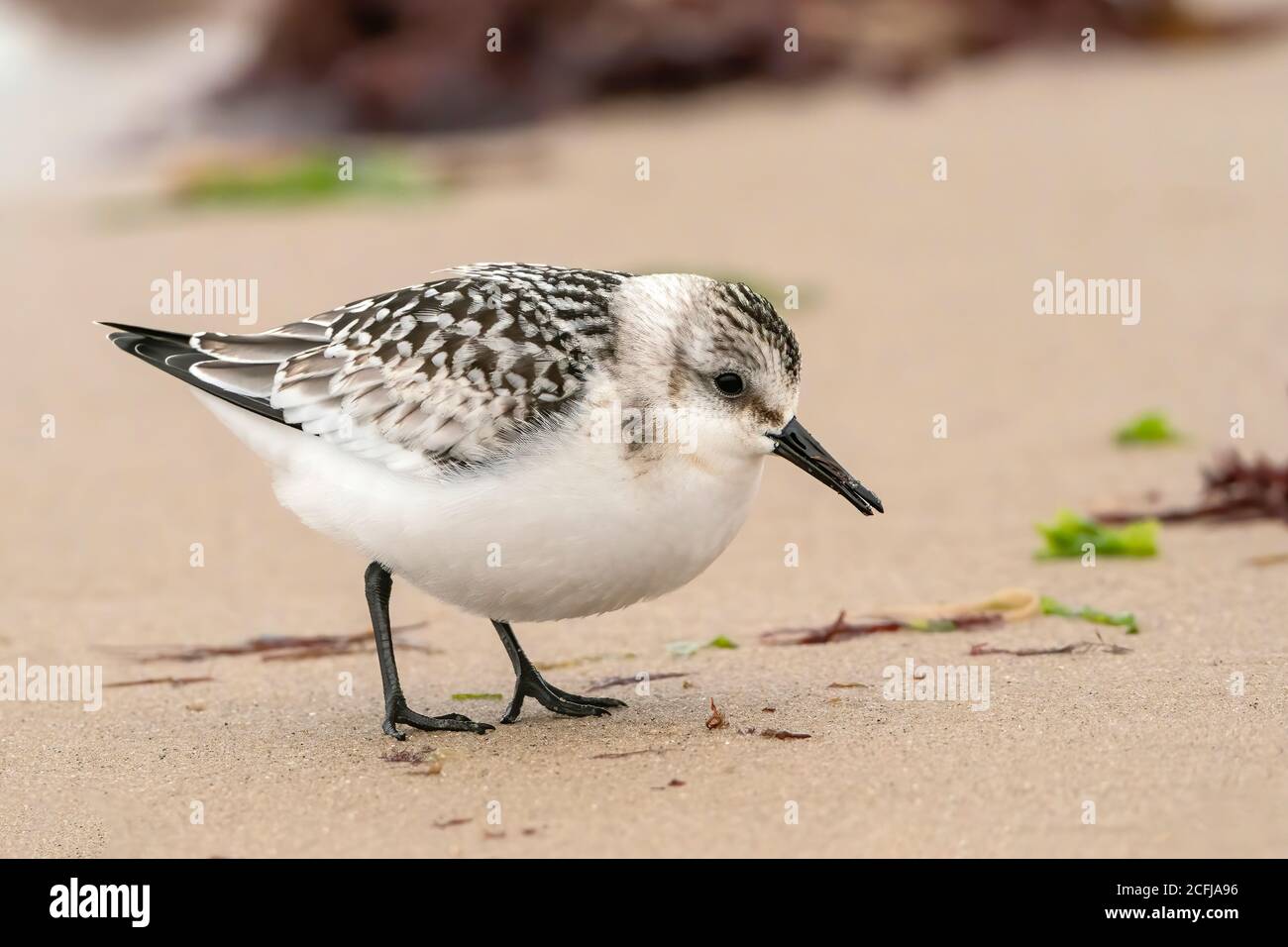 Sanderling (Calidris alba), juvenile bird feeding on shoreline, Walcott ...