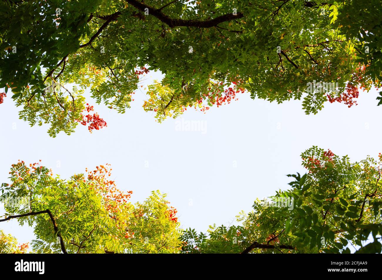 Top view with tree branch and blue sky Stock Photo - Alamy