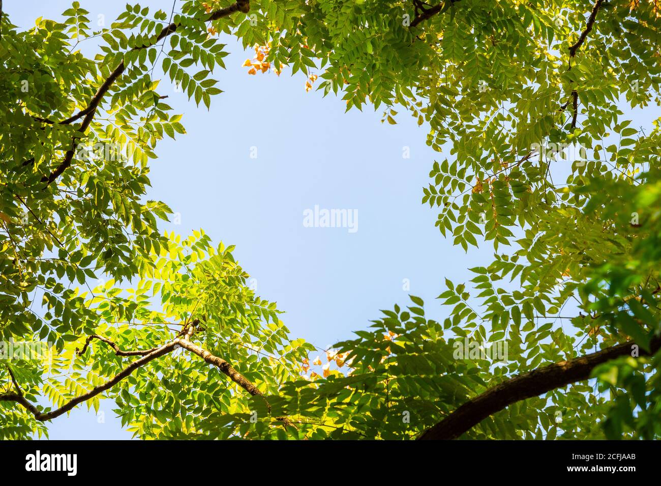 Top view with tree branch and blue sky Stock Photo - Alamy