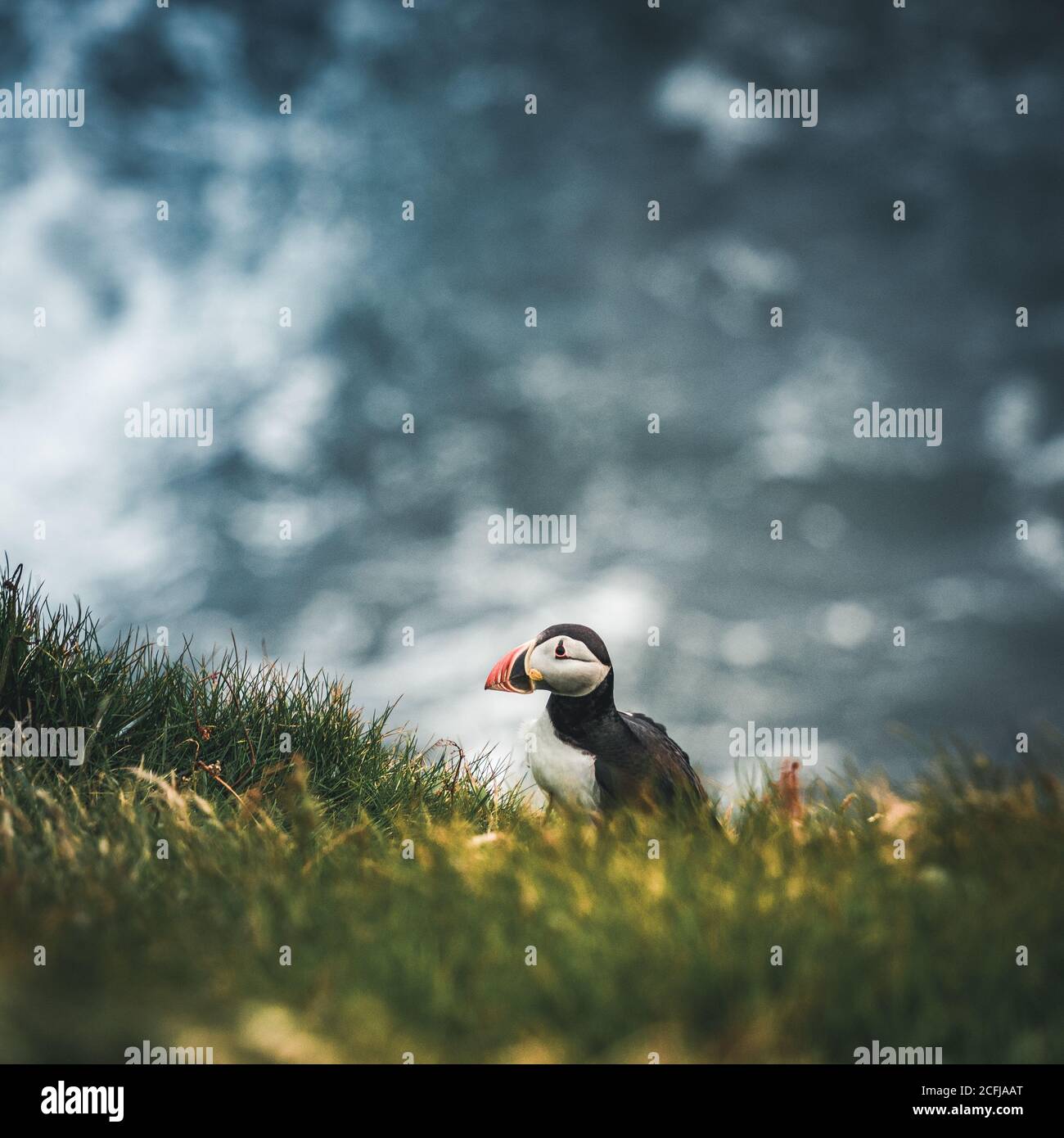 Atlantic Puffins bird or common Puffin in ocean blue background ...