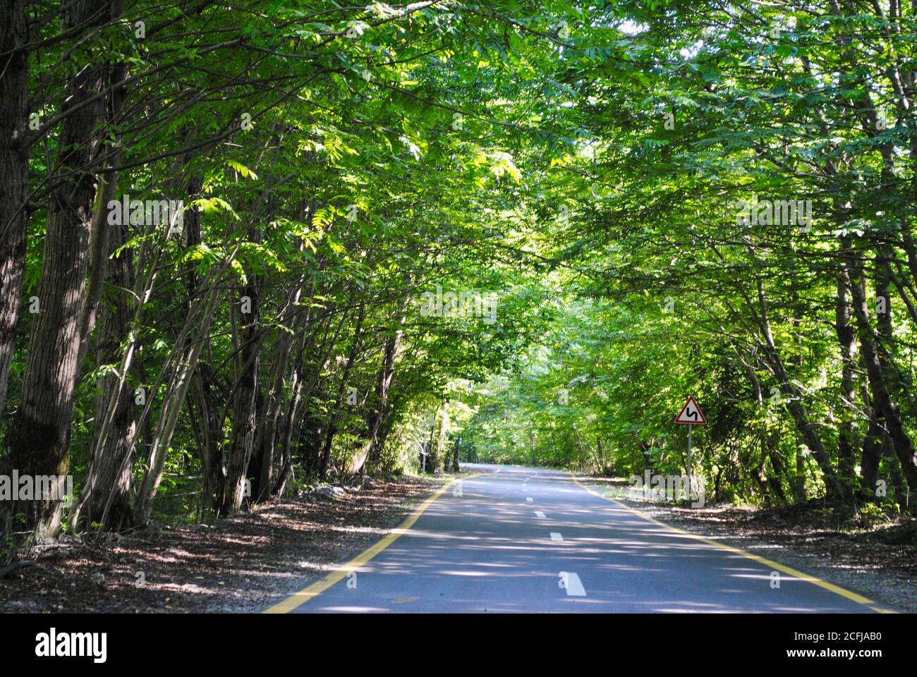 A beautiful treelined country road with sun rays seeking through the ...