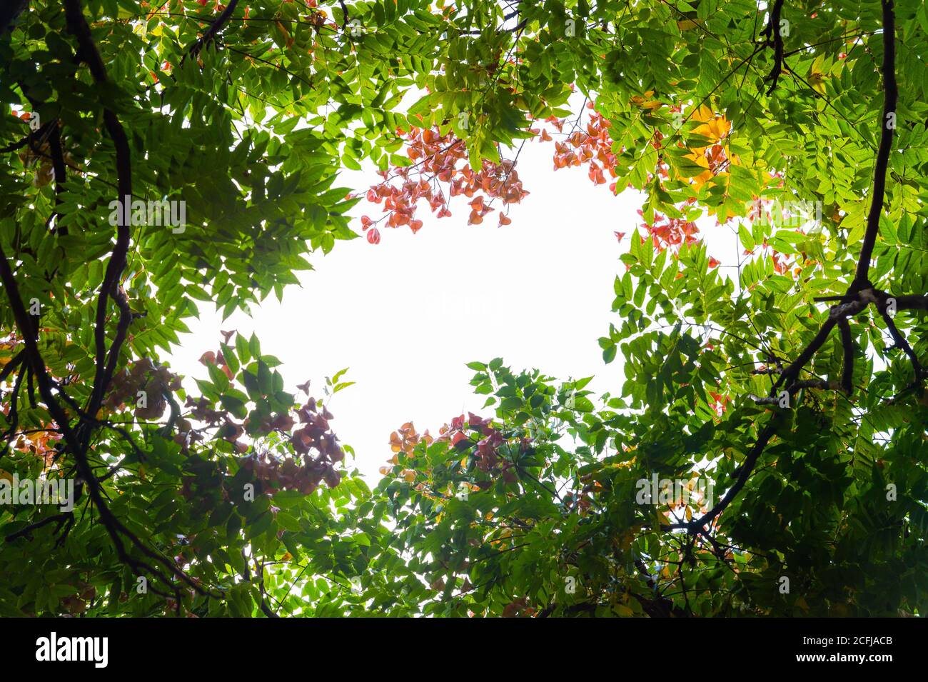 Top view with tree branch and blue sky Stock Photo - Alamy