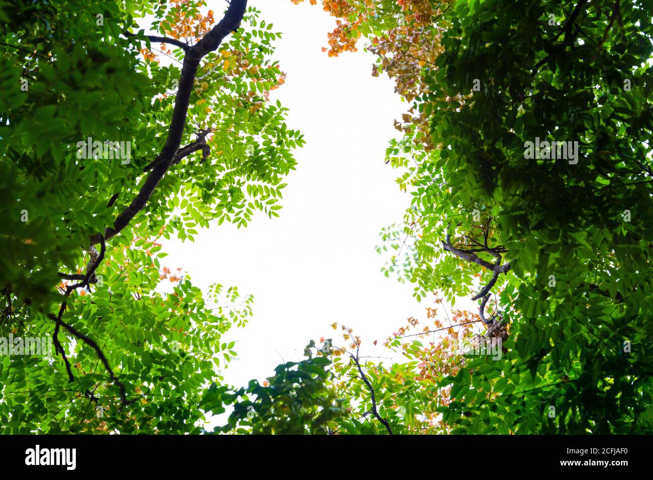 Top view with tree branch and blue sky Stock Photo - Alamy