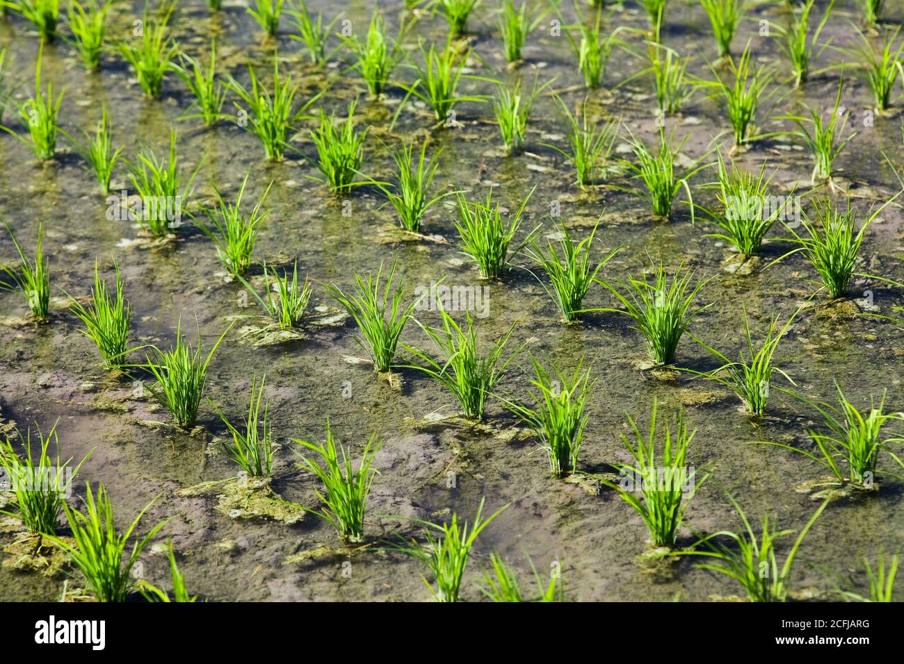 Rice seedling soil hi-res stock photography and images - Alamy