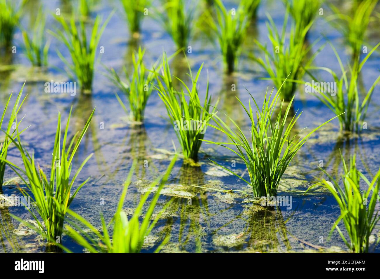Rice seedling soil hi-res stock photography and images - Alamy