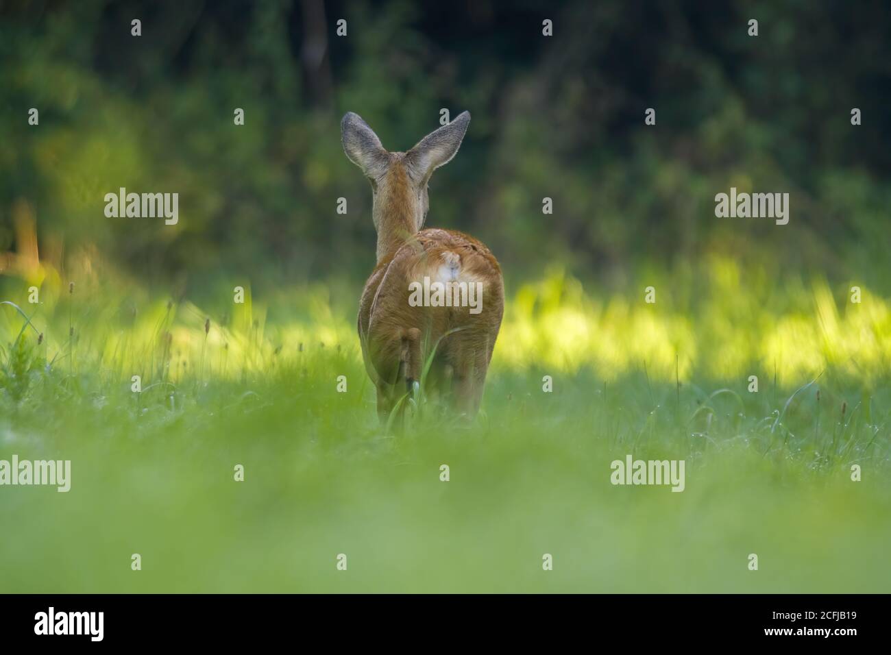 Young female deer hi-res stock photography and images - Alamy
