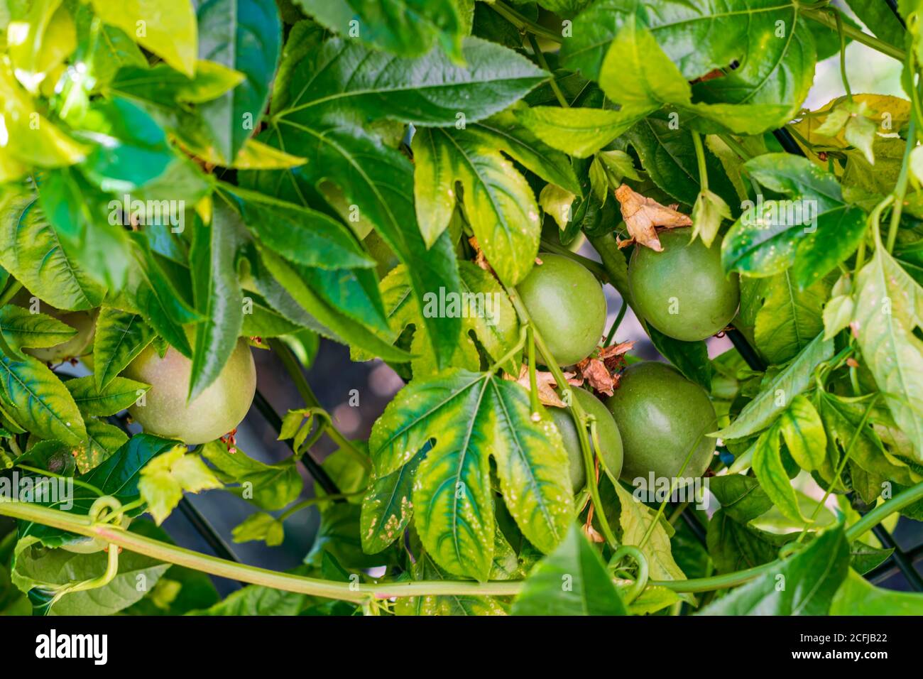 Passion fruit plant hi-res stock photography and images - Alamy
