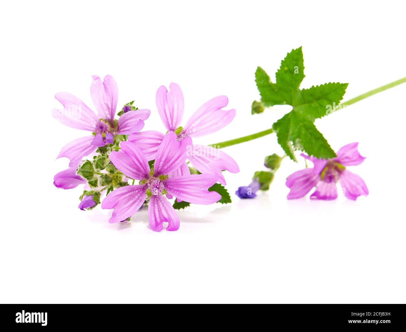Common Mallow plant with pink flowers and leaves, Malva sylvestris ...