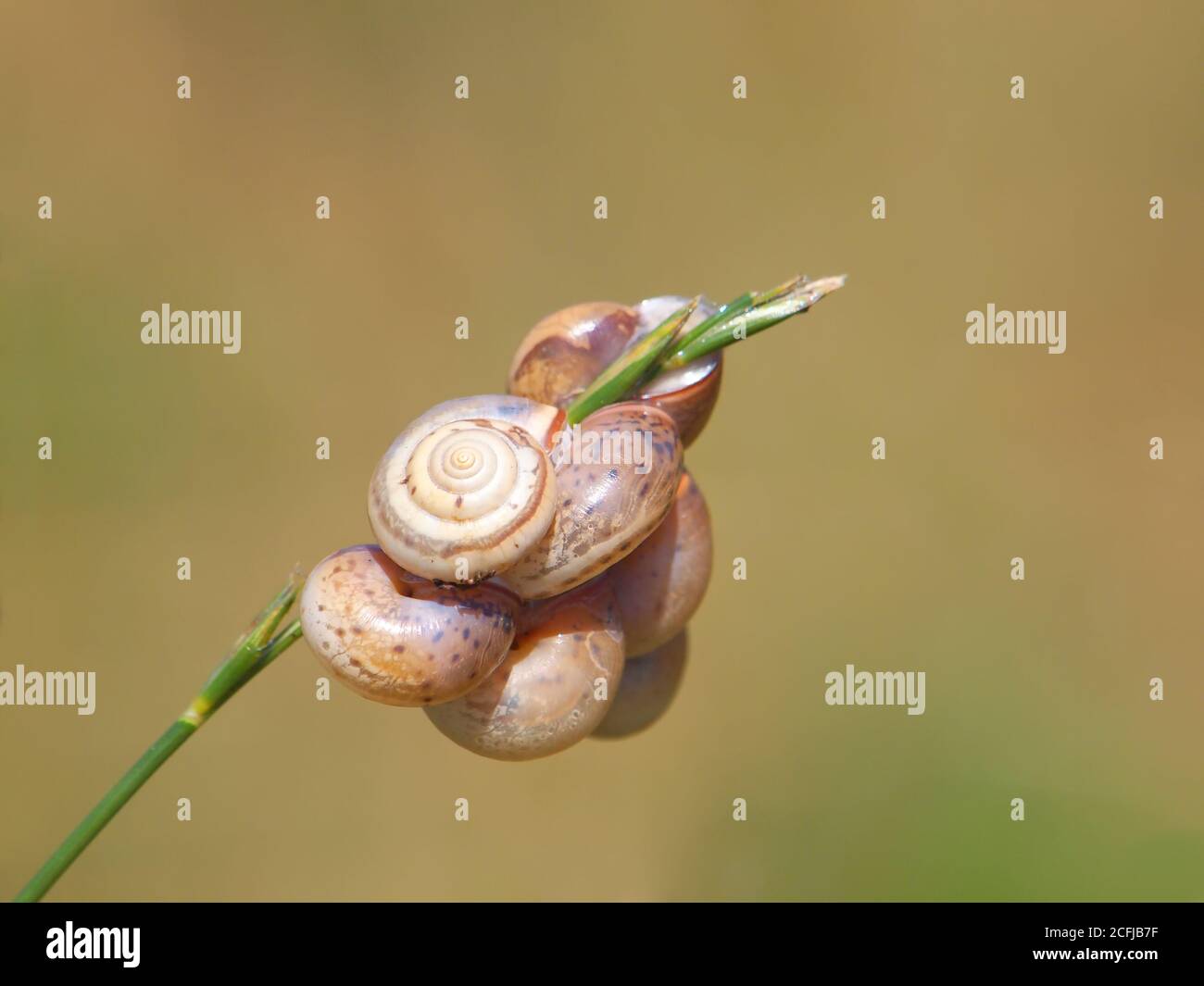 Group of snails on a blade of grass Stock Photo - Alamy