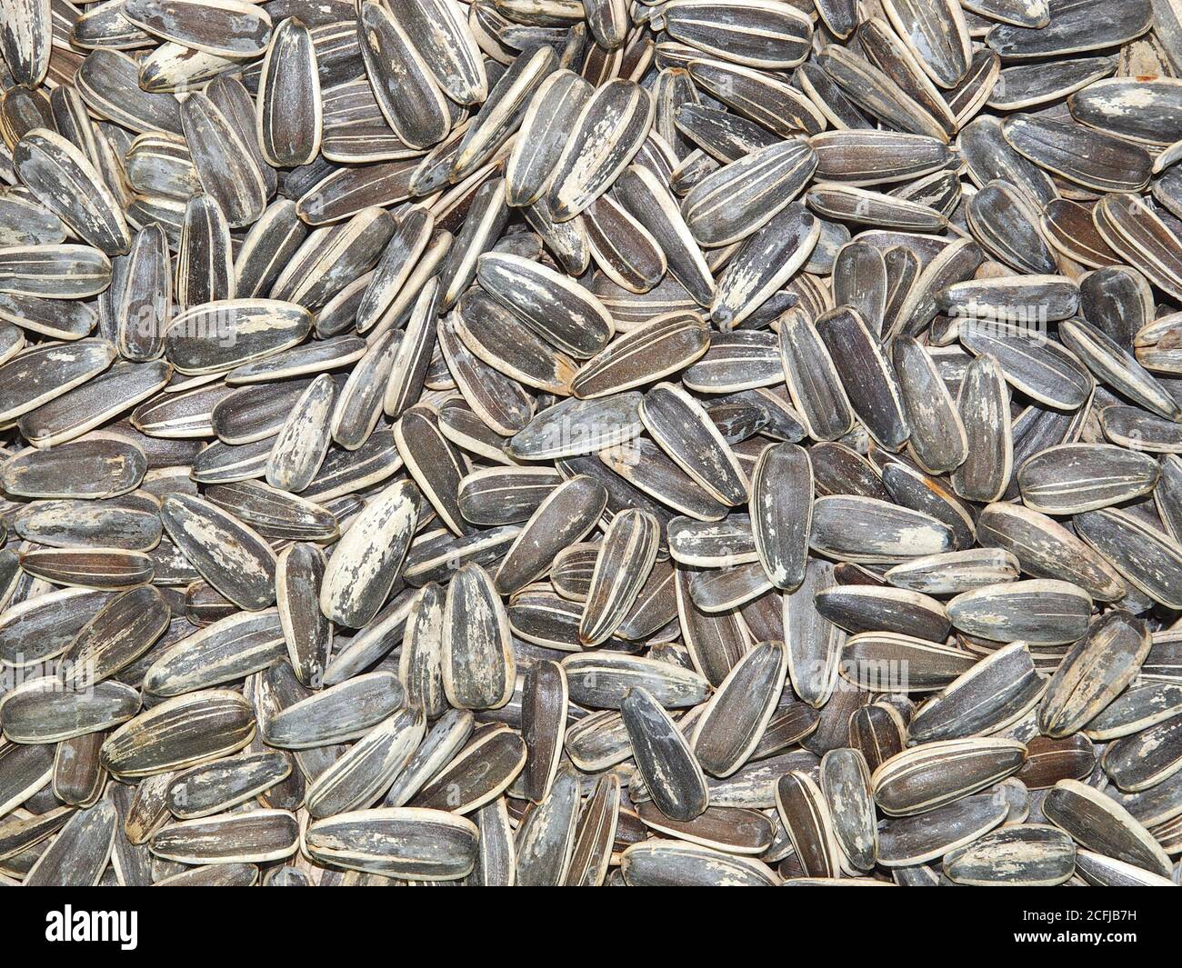 Roasted and salted sunflower seeds background texture Stock Photo - Alamy