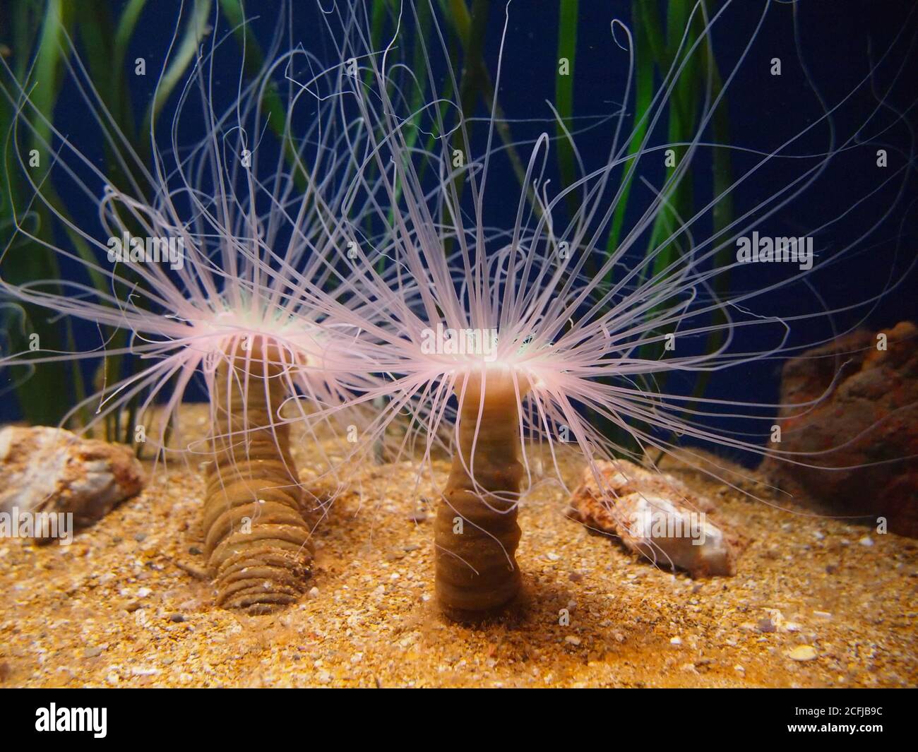Long tentacle anemone hi-res stock photography and images - Alamy