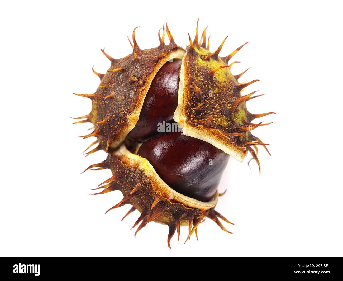 Chestnut fruit tree dry Cut Out Stock Images & Pictures - Alamy