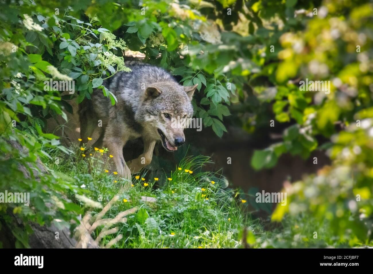 The Netherlands, Kerkrade, GaiaZoo, Gray / grey wolf (Canis lupus Stock ...