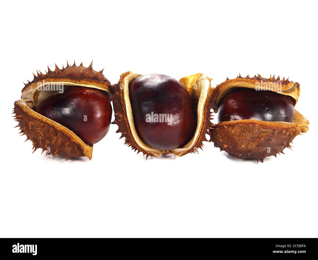 Dry ripe chestnut pods isolated on white Stock Photo - Alamy
