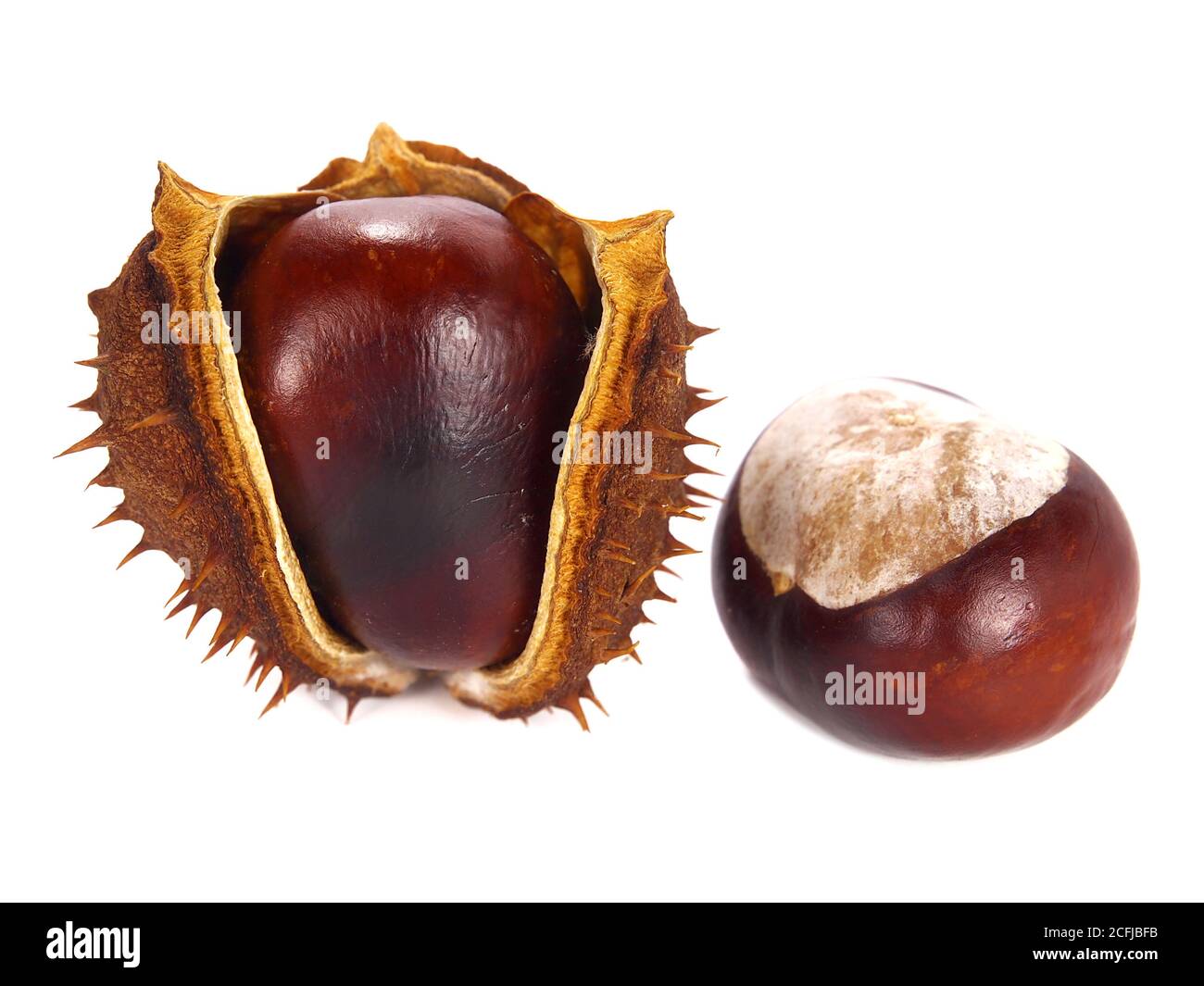 Chestnut seed pods hi-res stock photography and images - Alamy