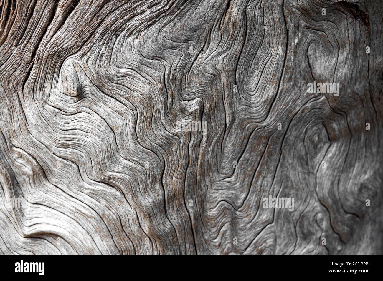 Beautiful curved tree texture from Cape Town in South Africa Stock ...