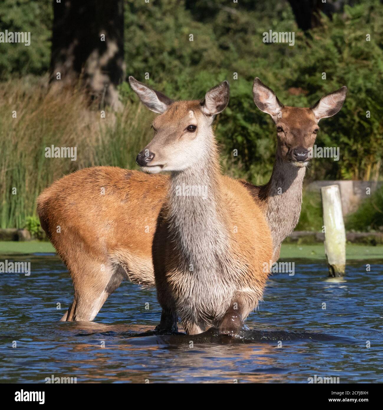 Refreshingly cool hi-res stock photography and images - Alamy