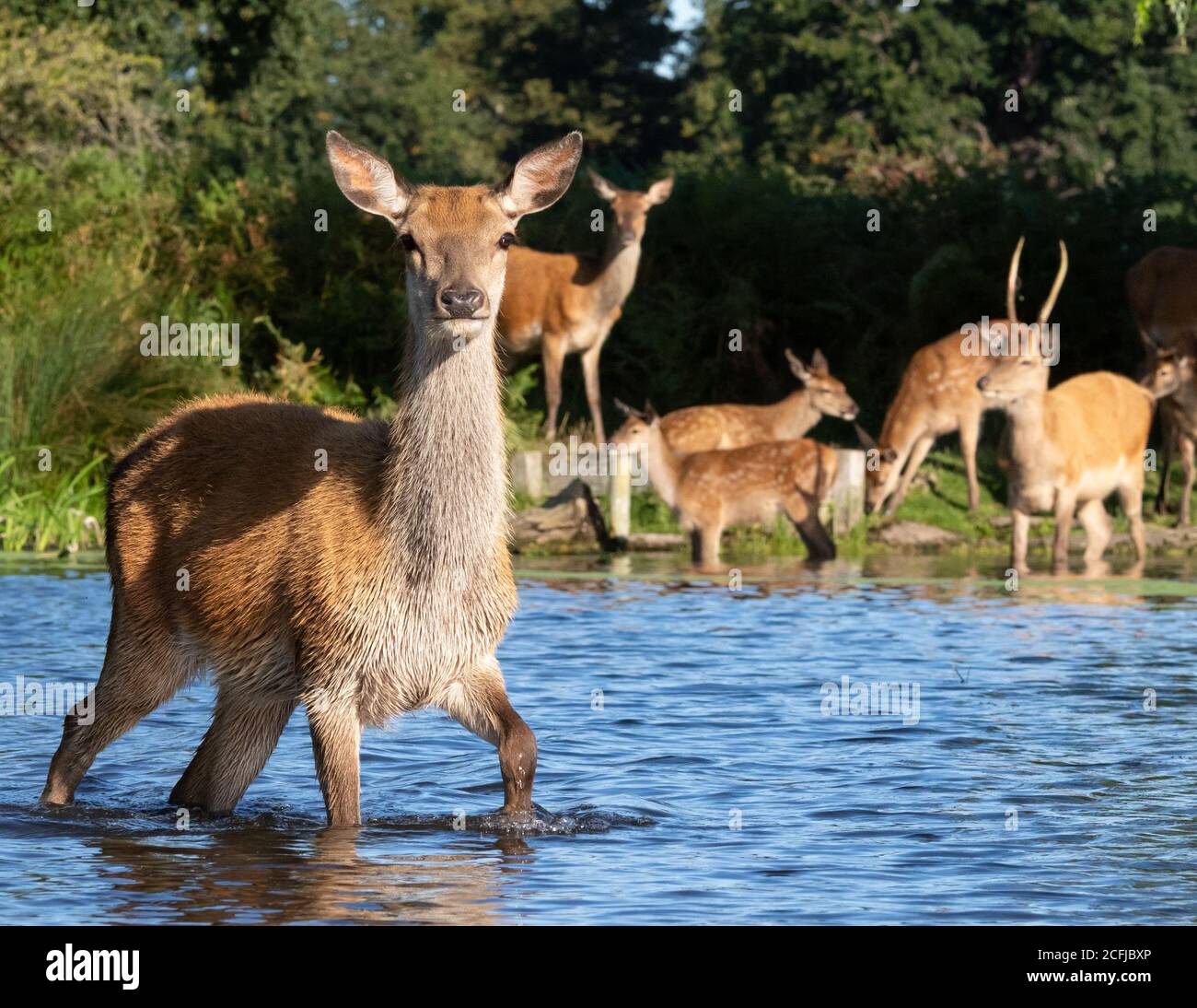An alert young red deer wades knee-deep in the cooling waters of a lake ...