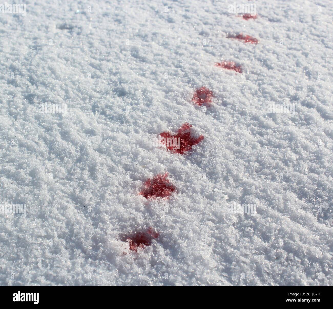 path of drops of blood on the snow Stock Photo - Alamy