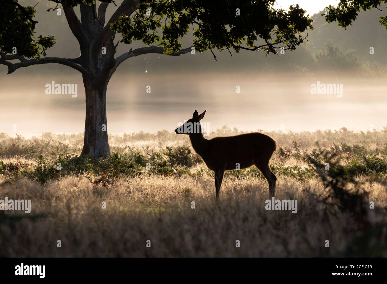 Pale deer hi-res stock photography and images - Alamy