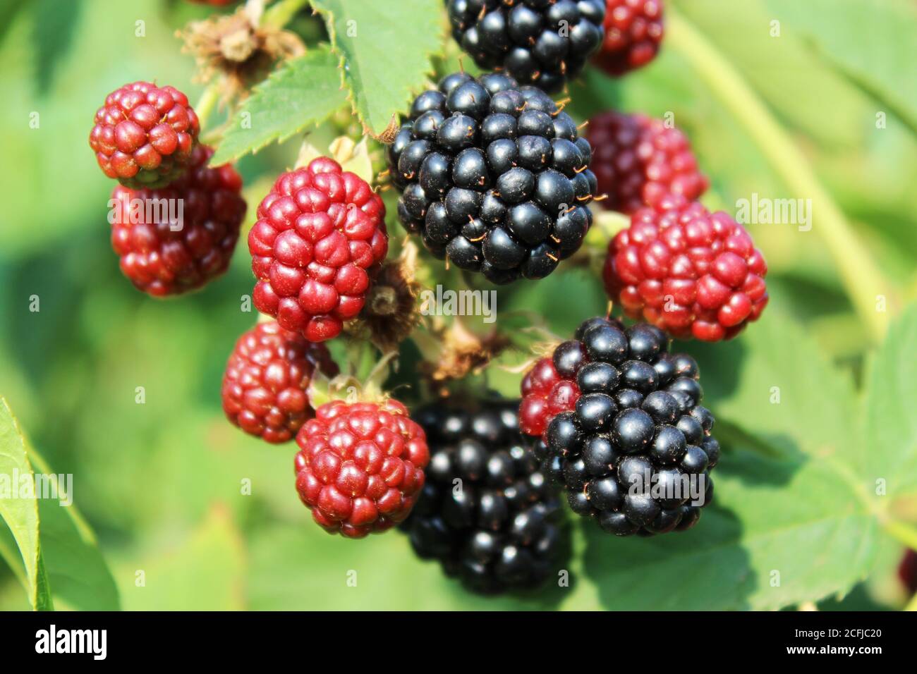 blackberries ripening on the bush Stock Photo - Alamy