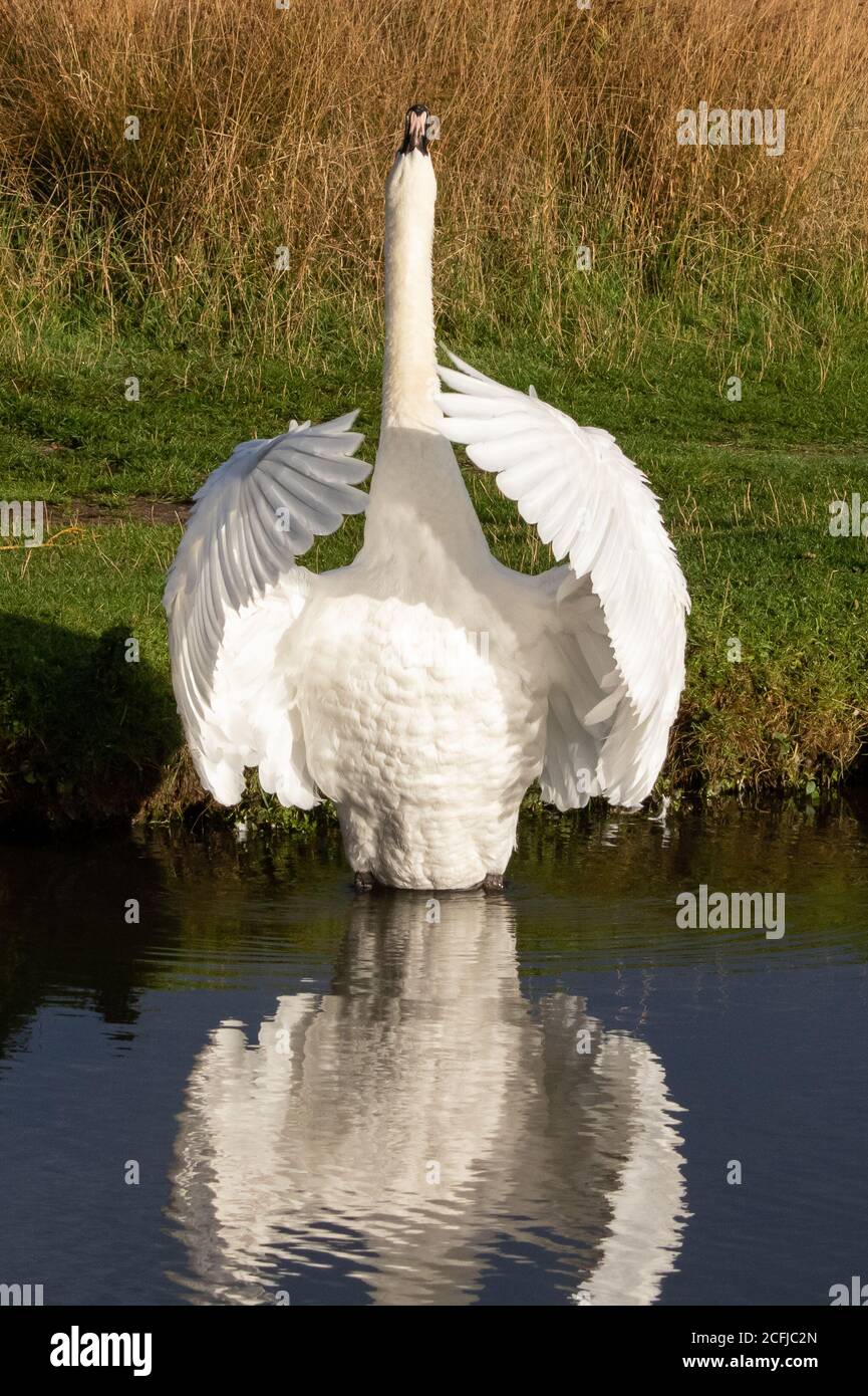 A beautiful mute swan poses like a performing singer, as it spreads its ...